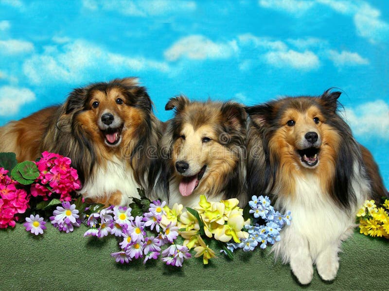 Singing Shelties stock photo. Image of colorful, canines - 24496240