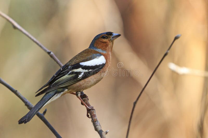 Singing Spring Bird Sitting on a Branch Stock Photo - Image of bird ...