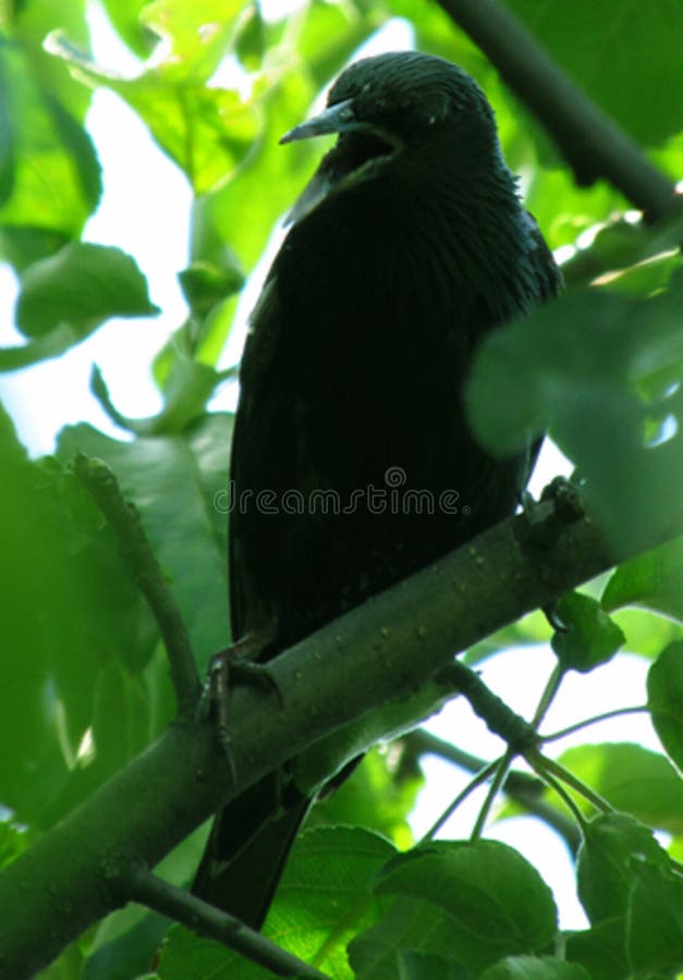 A singing starling sits stock photo. Image of leaves - 255936736