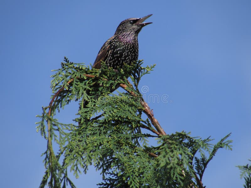 Singing starling stock image. Image of blue, view, colored - 46851337
