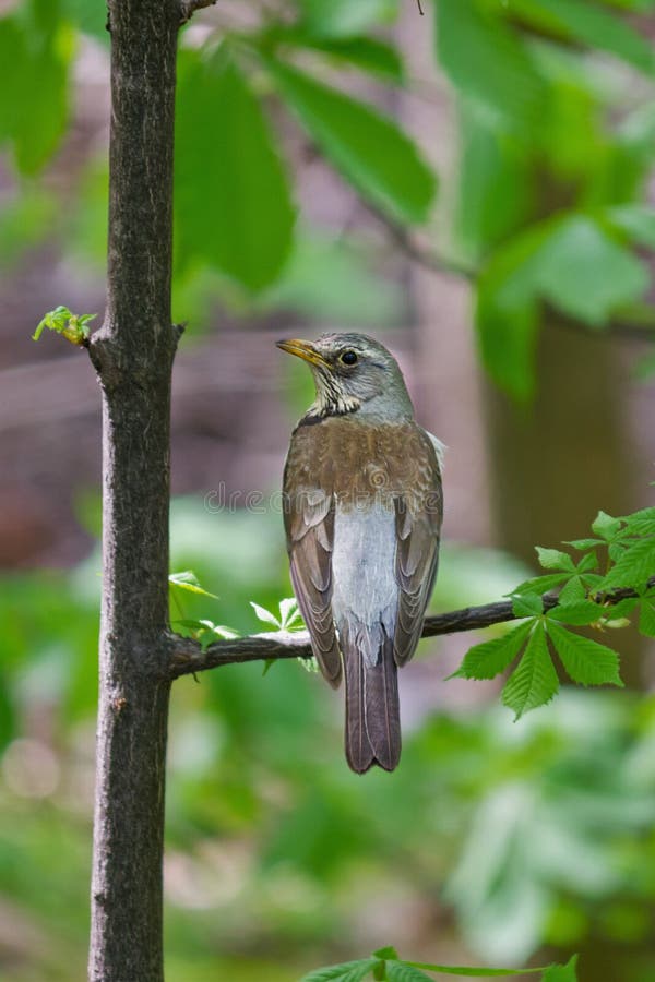 Singing thrush closeup stock image. Image of gray, tree - 103173241