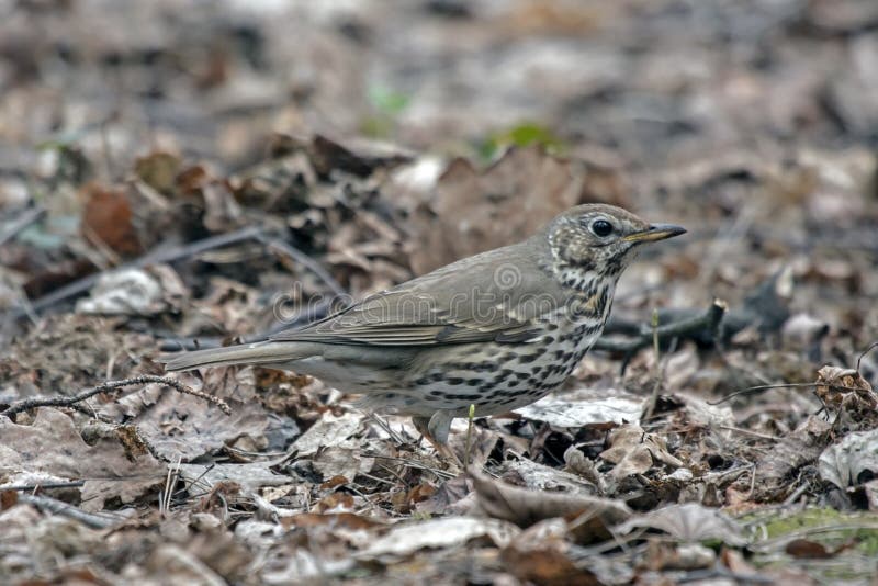 Singing Thrush in the Spring Stock Image - Image of wildlife, branch ...