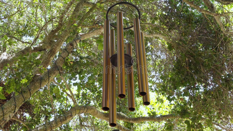 Tree in the wind stock footage. Video of climate, windy - 42508432