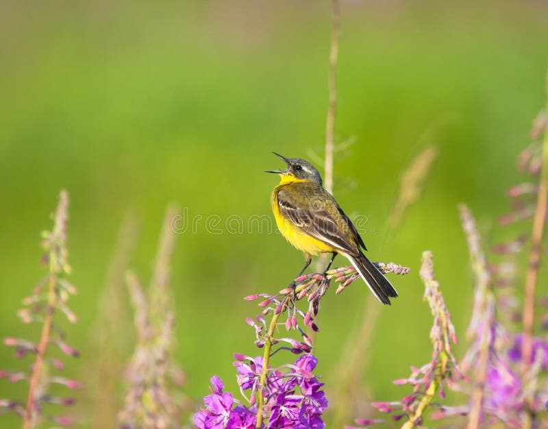 Singing Yellow Wagtail on Fireweed Flower Stock Photo - Image of ...