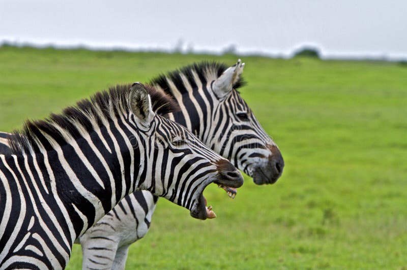 Singing Zebra stock image. Image of denizens, bristles - 20084135