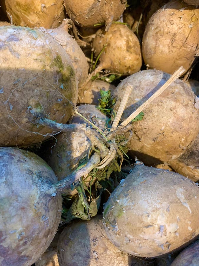 Singkamas Stock Photos - Free & Royalty-Free Stock Photos from Dreamstime