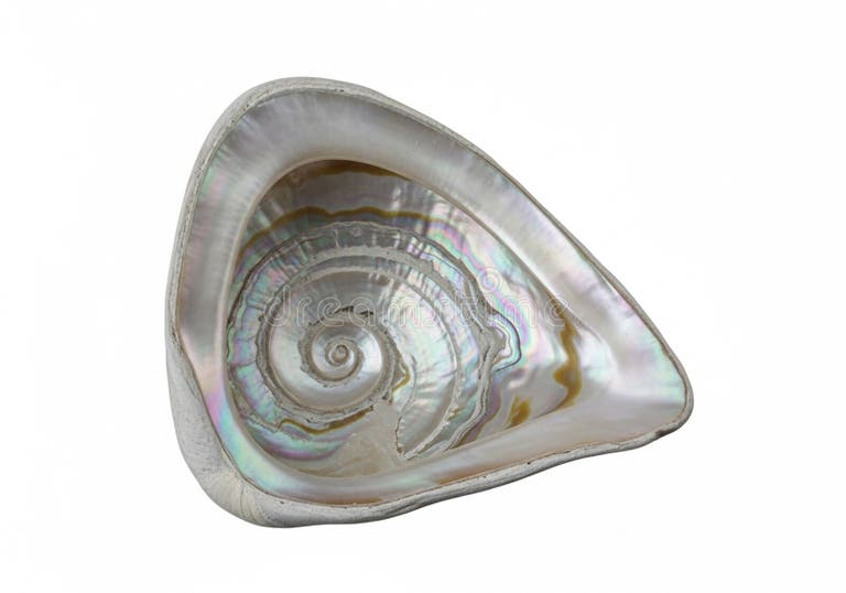 Distinctive Iridescent Shell Stock Illustrations – 29 Distinctive ...