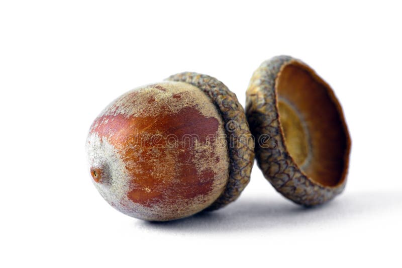 Single acorn stock photo. Image of yellow, seeds, fallen - 21862860