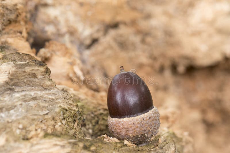 A single acorn on a log stock photo. Image of common - 126042628