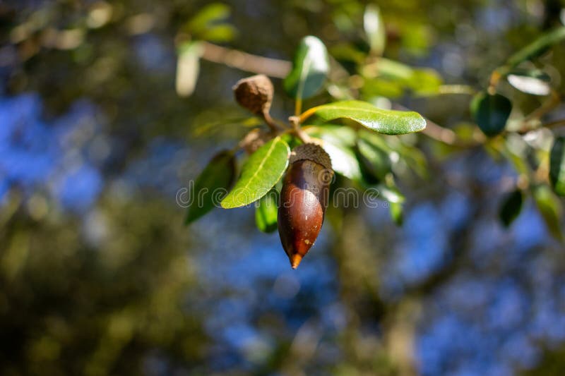 Single Acorn Nestled in an Alentejo Cork Oak Tree. Stock Photo - Image ...