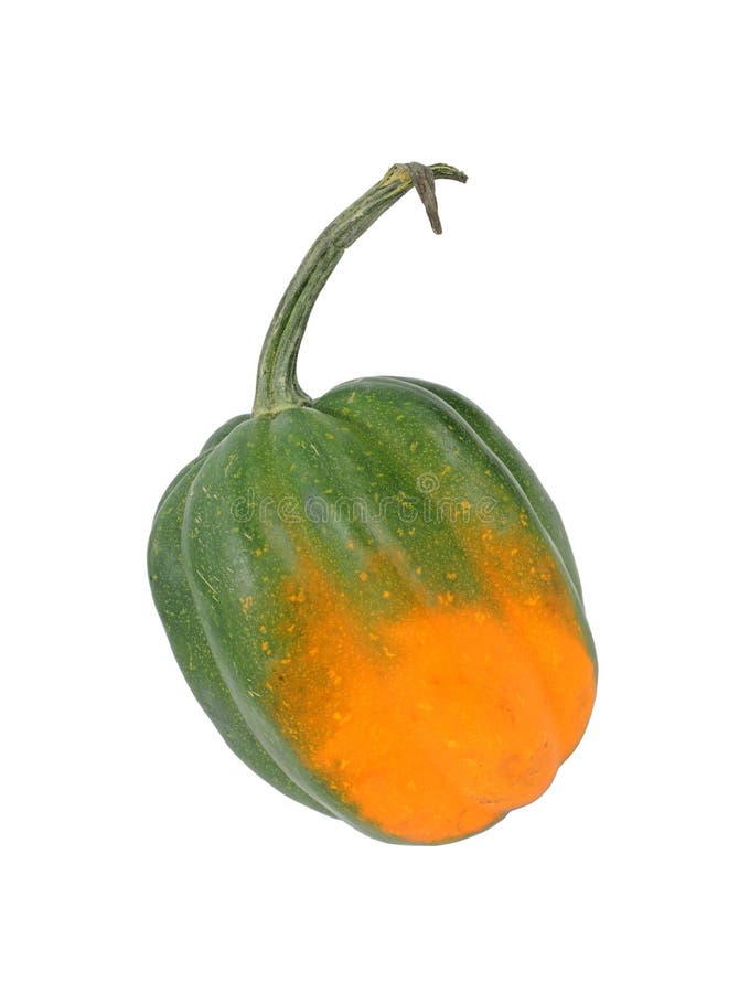 Single acorn squash stock photo. Image of agricultural - 17627344