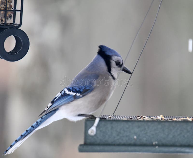 Single adult Blue Jay stock photo. Image of feeder, close - 205227484