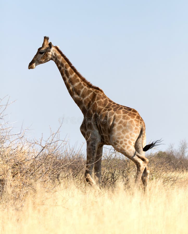 Single Adult Giraffe in the Kalahari Stock Image - Image of yellow ...