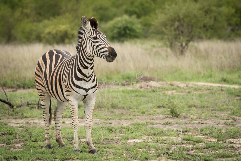 Single Adult Zebra Standing Stock Photo - Image of mammal, green: 177405418