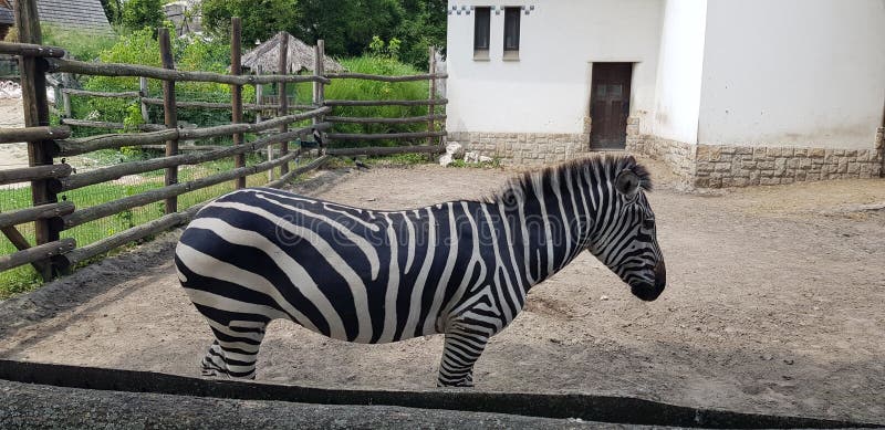 Single Adult Zebra Standing on Sand Stock Photo - Image of background ...
