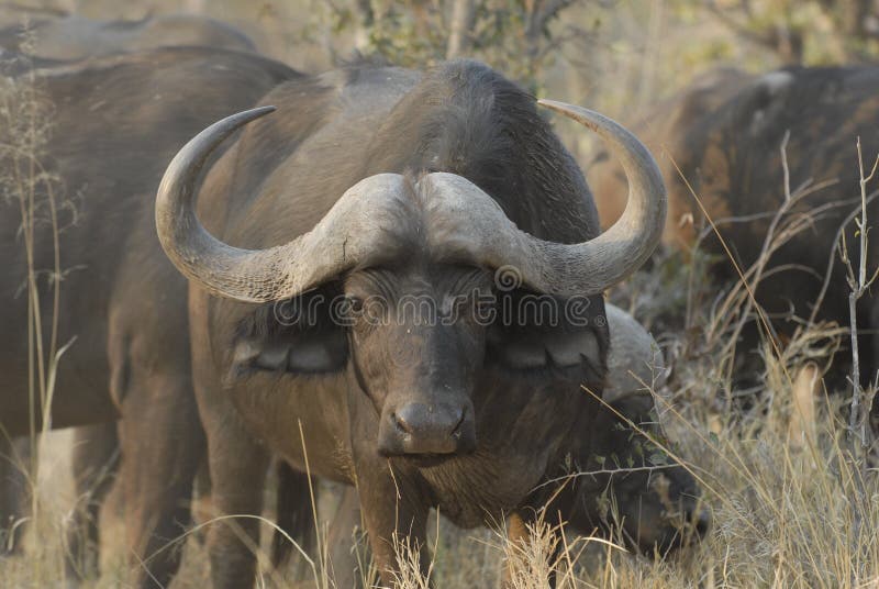 Single African Buffalo Picture. Image: 3107725