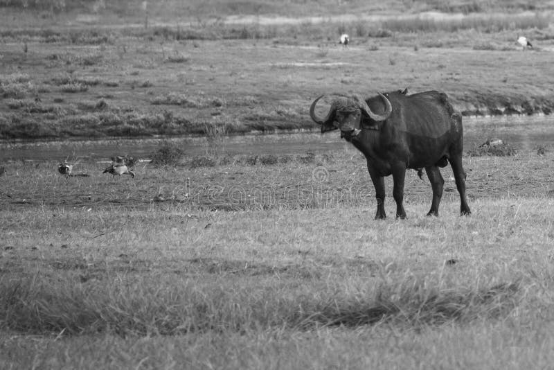 Single African Buffalo Standing Near River Stock Image - Image of ...