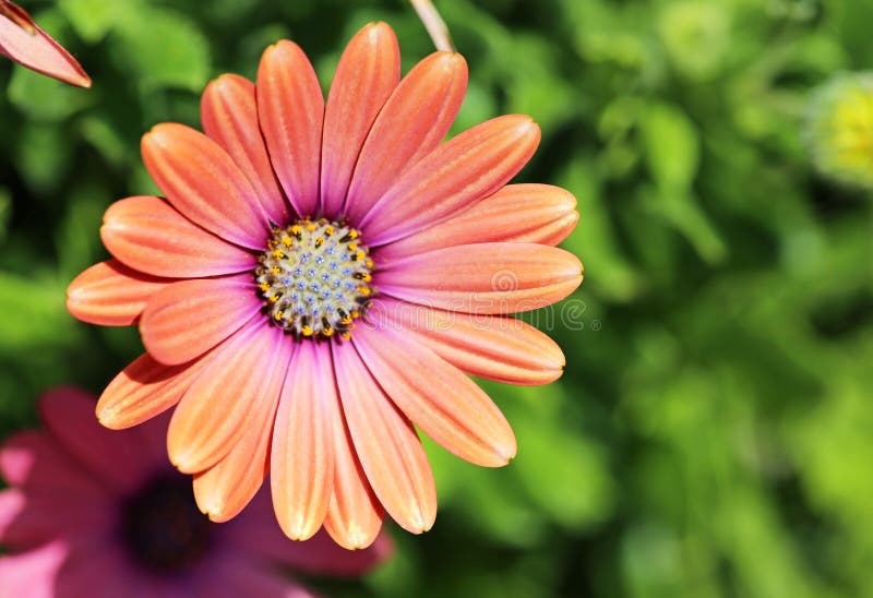 Single African Daisy stock photo. Image of plant, petals - 124063002