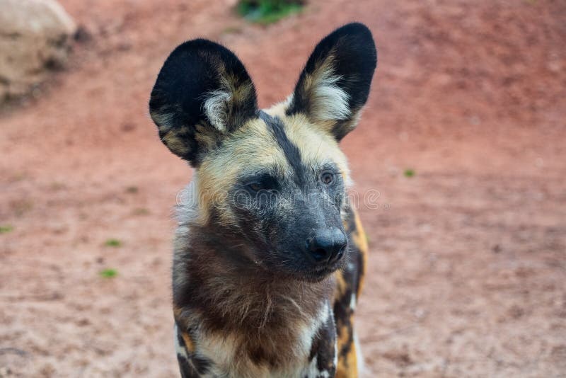 Single African Painted Dog stock photo. Image of chester - 144441582