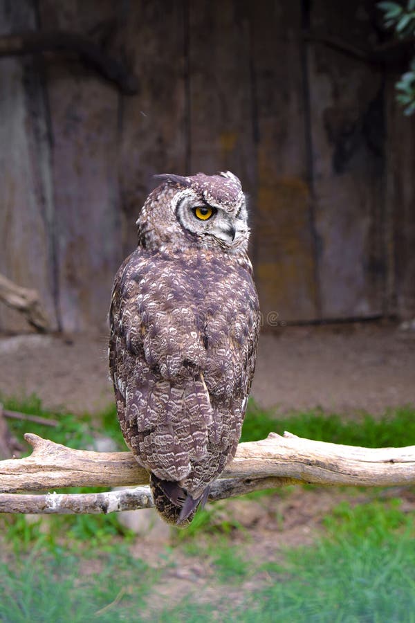 Single African Spotted Eagle-owl, Bubo Africanus, In A Zoological ...