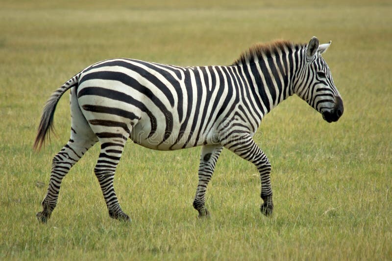 Zebras In Africa