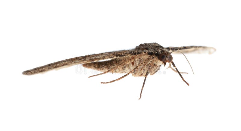 Single Alcis Repandata Moth Flying on White Background Stock Photo ...