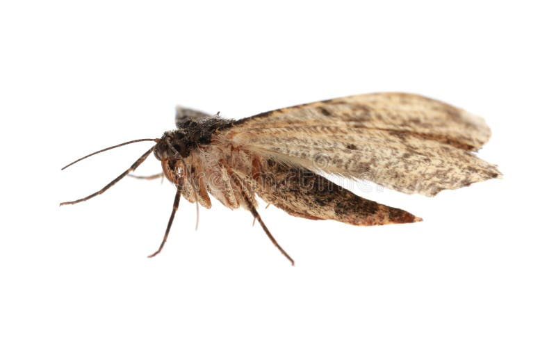 Single Alcis Repandata Moth Isolated on White Stock Photo - Image of ...