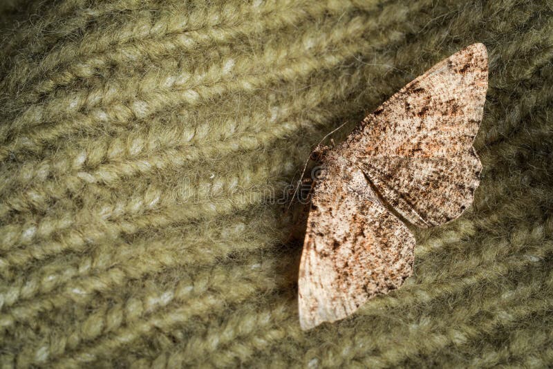 Single Alcis Repandata Moth on Knitted Wool Sweater, Closeup. Space for ...