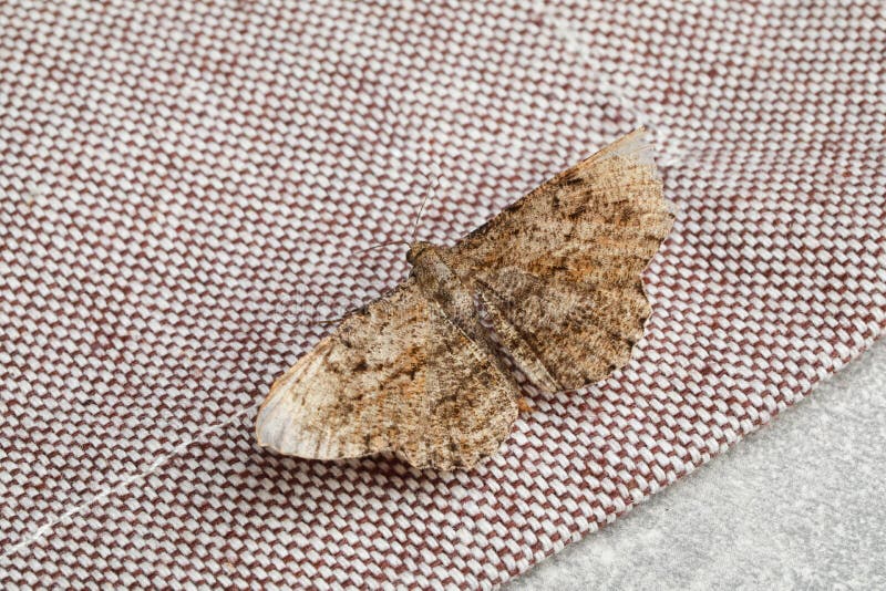 Single Alcis Repandata Moth on Light Brown Cloth, Above View Stock ...