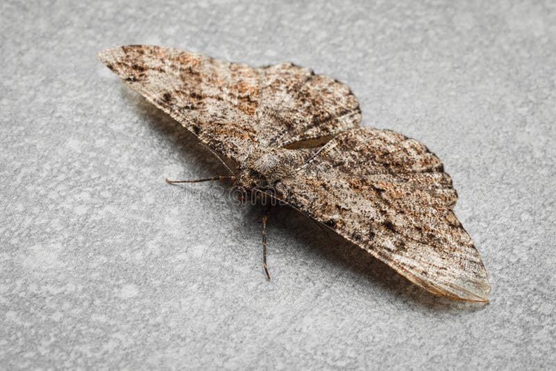 Single Grey Cabbage Moth Isolated on White Stock Photo - Image of ...