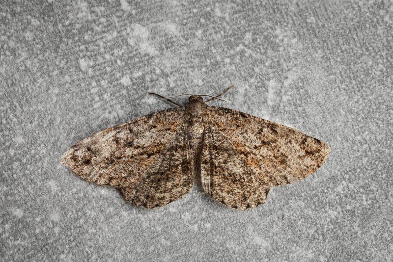 Single Alcis Repandata Moth on Light Grey Background, Top View Stock ...