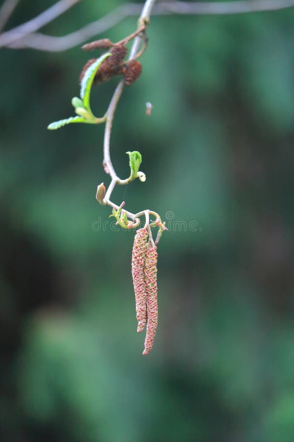 Single Alder Tree Seed or Catkin Stock Photo - Image of exposed ...