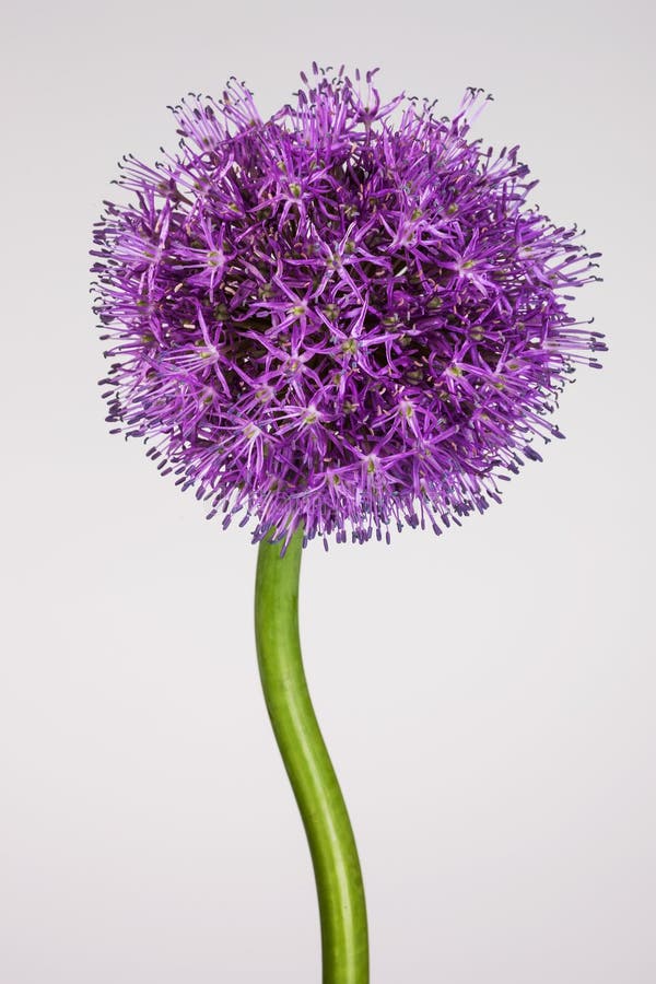 Single Allium Flower With Bright Violet Head On A White Background ...