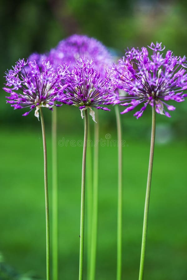 Allium Bud, Bright Magenta Colour Stock Photo - Image of bright ...