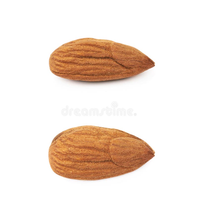 Single almond isolated stock photo. Image of almond - 120814346