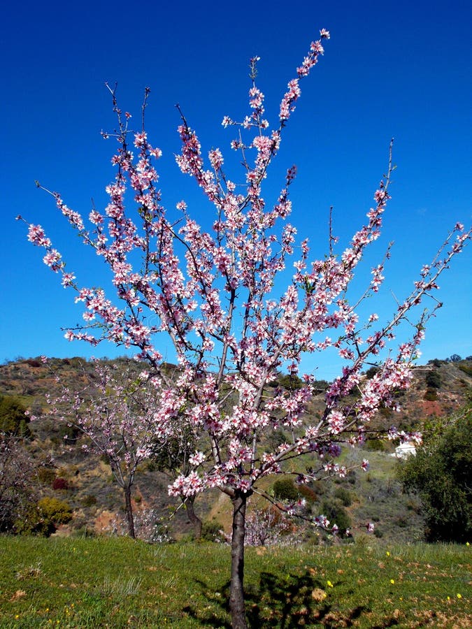 Single Almond Tree Blossom in Pink Flowers in Spring in Spain Stock ...
