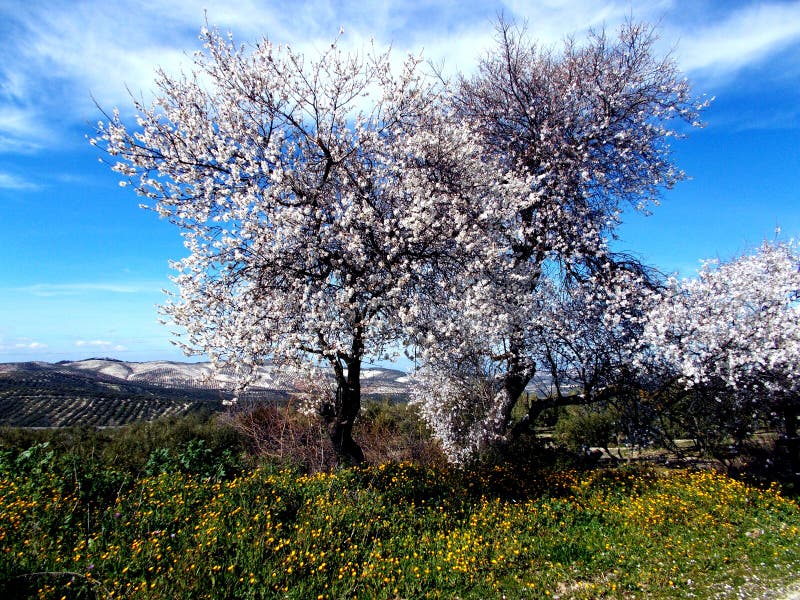 Single Almond Tree Blossom in Pink Flowers in Spring in Spain Stock ...