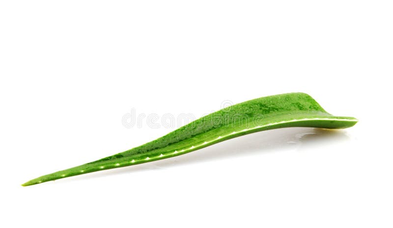 Single Aloe Vera Leaf