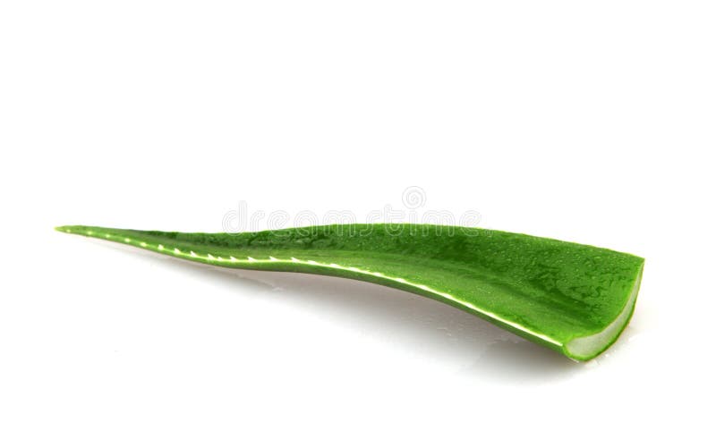 Single Aloe Vera Leaf Isolated on a White Background Stock Photo ...
