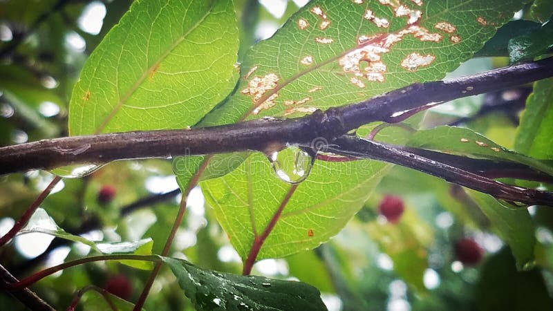 Water drop on the trees stock image. Image of drop, single - 126102277