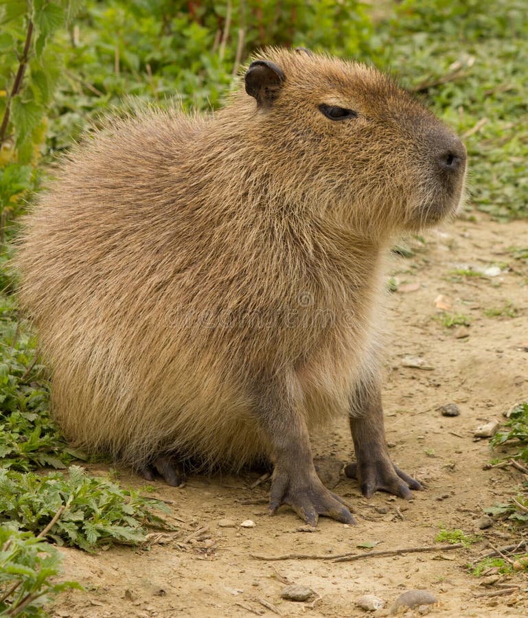 Single / Alone Sitting Capybara Stock Image - Image of green, sitting ...