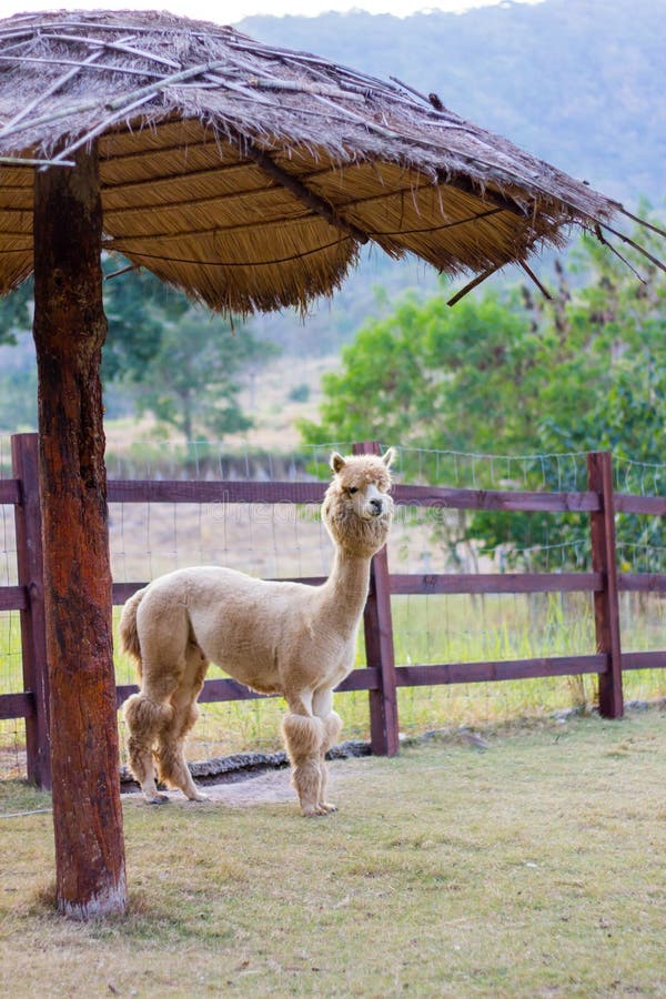 Single Alpaca on a farm stock image. Image of outdoor - 64560229