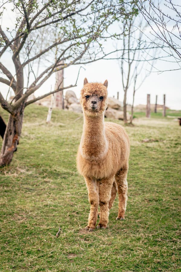 Single Alpaca in the Meadow Stock Image - Image of mammal, agriculture ...