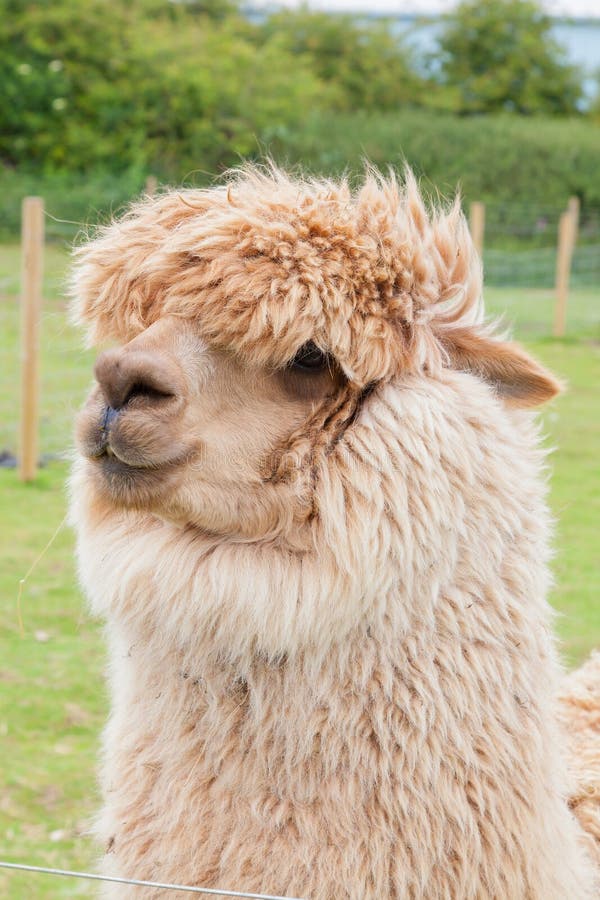 Single Alpaca Showing Its Thick Fleece Stock Image - Image of face ...
