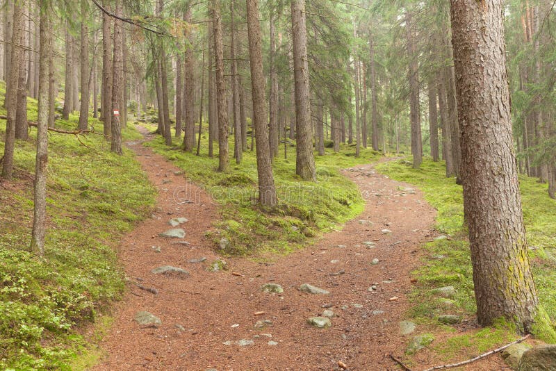 A Single Alpine Path Splits in Two Different Directions. it S an Stock ...