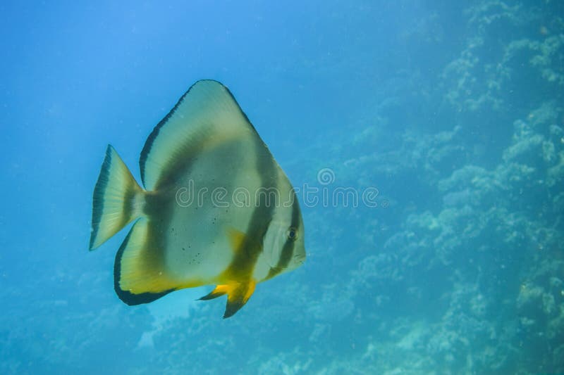 Single Amazing Orbicular Batfish Swimming in Clear Blue Water Stock ...