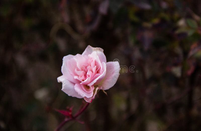 Single rose stock image. Image of schlumbergera, flower - 180965175