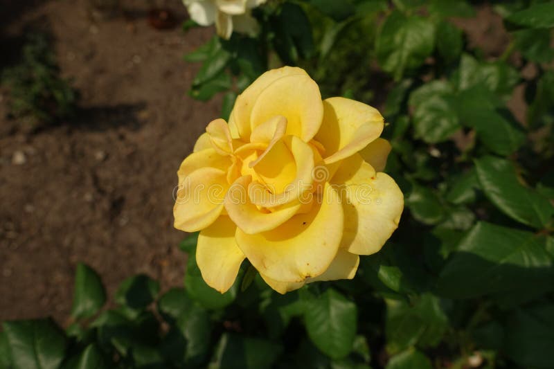 Single Amber Yellow Flower of Garden Rose in August Stock Photo - Image ...