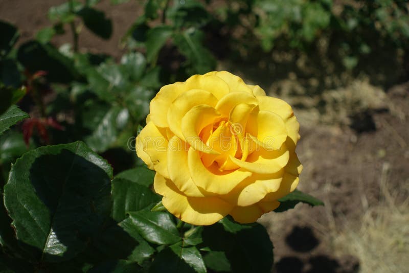 Single Amber Yellow Flower of Rose Stock Image - Image of blossom ...