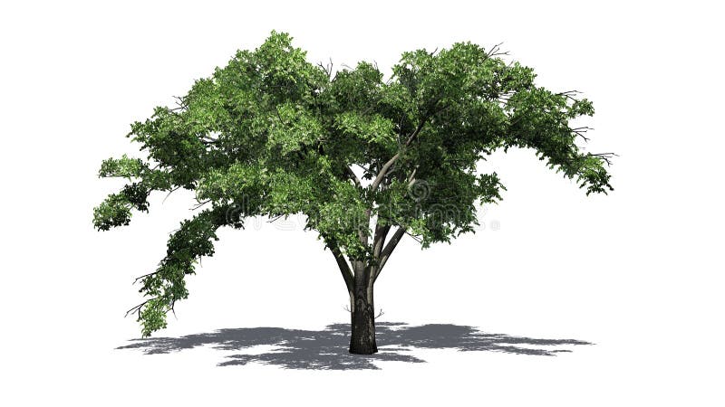 American Elm Tree Stock Illustrations – 156 American Elm Tree Stock ...
